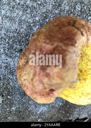 Butter Boletes (Butyriboletus) Fungi Stock Photo - Alamy