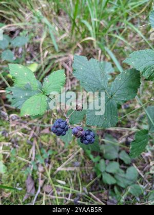 European dewberry (Rubus caesius) Plantae Stock Photo - Alamy