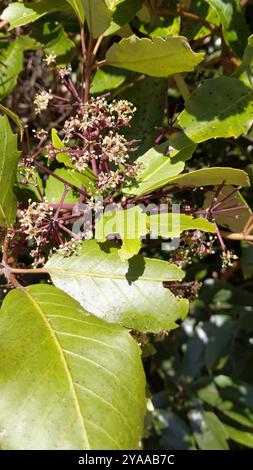 five finger (Pseudopanax arboreus), Plantae, Lake Rotopounamu Stock ...