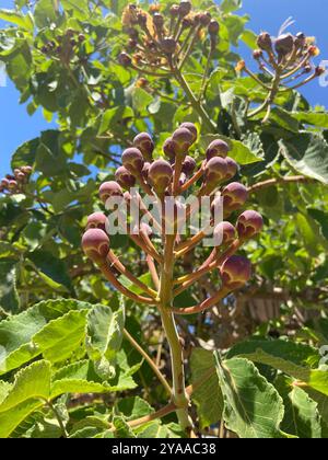 Pekea Nut (Caryocar brasiliense) Plantae Stock Photo - Alamy