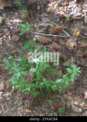 licorice bedstraw (Galium circaezans) Plantae Stock Photo - Alamy