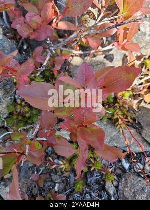 dwarf bilberry (Vaccinium cespitosum), Plantae, Yew Lake, West ...