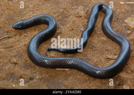Common Purple-glossed Snake (Amblyodipsas polylepis) Reptilia Stock ...