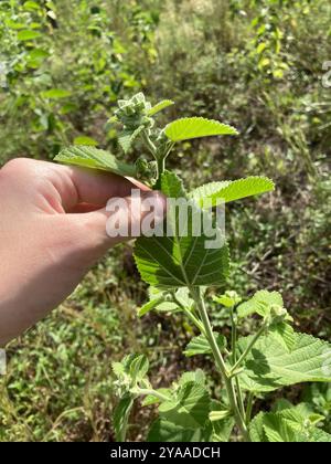 flannel weed (Sida cordifolia) Plantae Stock Photo - Alamy
