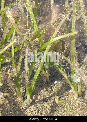 Round-leafed ribbon grass (Cymodocea rotundata) Plantae Stock Photo - Alamy