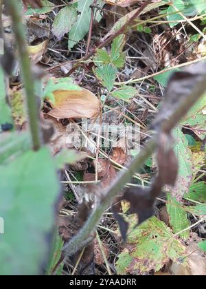rough hawkweed (Hieracium scabrum) Plantae Stock Photo - Alamy