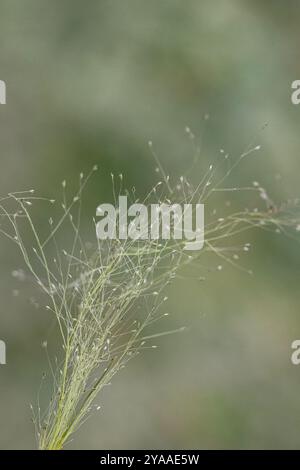 scratch grass (Muhlenbergia asperifolia) Plantae Stock Photo - Alamy