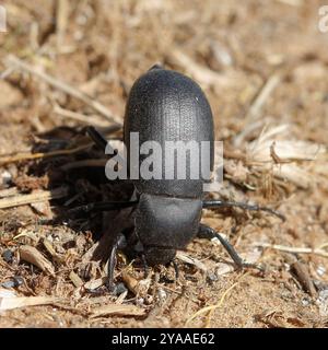 (Blaps parvicollis) Insecta Stock Photo - Alamy