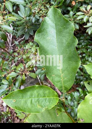 Cucumber-tree (Magnolia acuminata) Plantae Stock Photo - Alamy