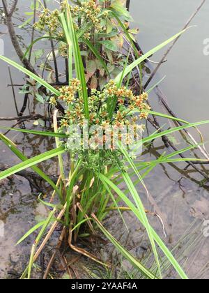 Green Flatsedge (Cyperus virens), Plantae, Trinity Stock Photo - Alamy