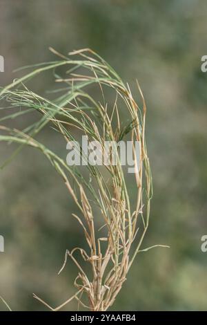 scratch grass (Muhlenbergia asperifolia) Plantae Stock Photo - Alamy