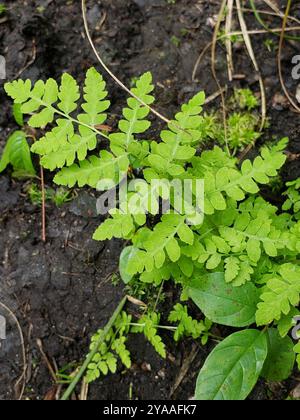 marsh fern (Thelypteris palustris) Plantae Stock Photo - Alamy