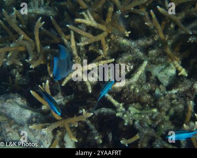 Blue Chromis (Azurina cyanea) Actinopterygii Stock Photo - Alamy