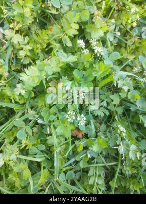 creeping marshwort (Helosciadium repens) Plantae Stock Photo - Alamy
