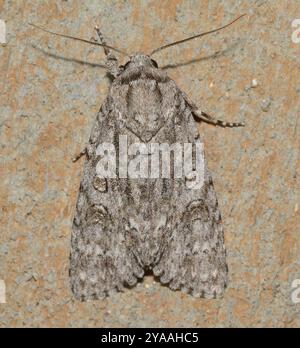 Powdered Dagger (Acronicta impleta) Insecta Stock Photo - Alamy