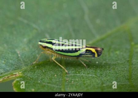 (Sibovia sagata) Insecta Stock Photo - Alamy