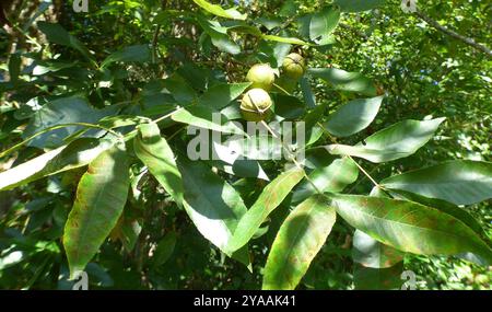 bitternut hickory (Carya cordiformis), Plantae, Mequon, WI, USA, Large ...