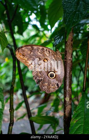 The Owl Caligo eurilochus Tropical Butterfly House, Wildlife & Falconry ...