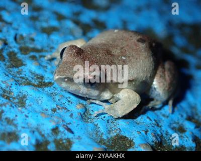Central Dwarf Frog (Physalaemus centralis) Amphibia Stock Photo - Alamy