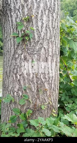 princess tree (Paulownia tomentosa) Plantae Stock Photo - Alamy