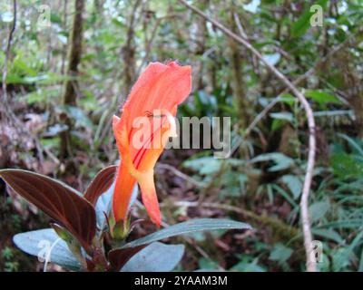 (Columnea magnifica) Plantae Stock Photo - Alamy
