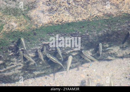 Livebearers and Lampeyes (Poeciliidae) Actinopterygii Stock Photo - Alamy