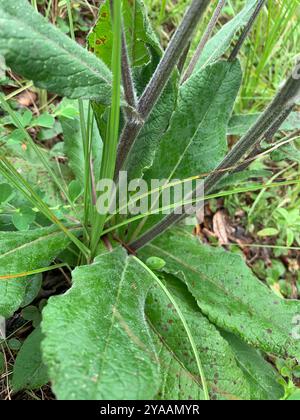Tall Elephant's-foot (Elephantopus elatus) Plantae Stock Photo - Alamy