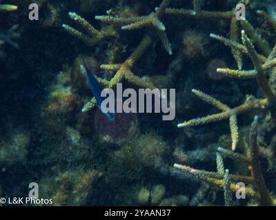 Blue Chromis (Azurina cyanea) Actinopterygii Stock Photo - Alamy