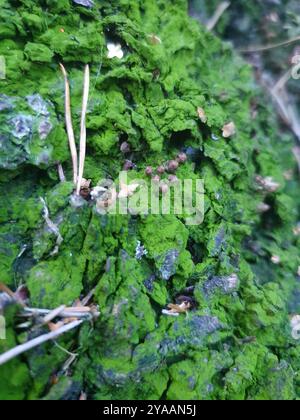 (Desmococcus olivaceus) Plantae Stock Photo - Alamy