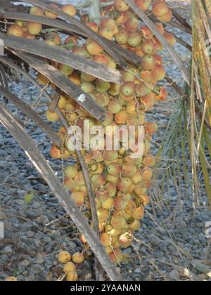 (Butia archeri) Plantae Stock Photo - Alamy