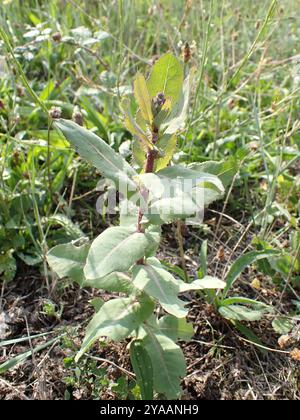 bitter lettuce (Lactuca virosa) Plantae Stock Photo - Alamy