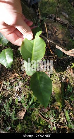 Embelia (Embelia australiana) Plantae Stock Photo - Alamy