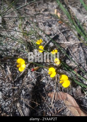 Sword Bossiaea (Bossiaea ensata Stock Photo - Alamy