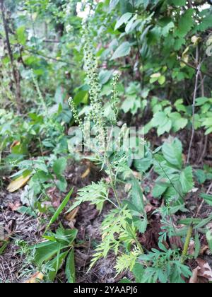 common ragweed (Ambrosia artemisiifolia) Plantae Stock Photo - Alamy