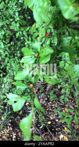 possumhaw (Ilex decidua) Plantae Stock Photo - Alamy