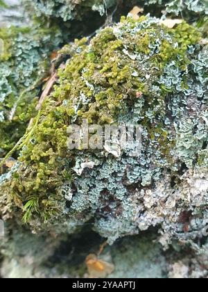 Tree Fringewort (Ptilidium pulcherrimum), Plantae, Worcester ...