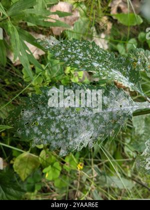 Verbena Powdery Mildew (Golovinomyces verbenae) Fungi Stock Photo - Alamy