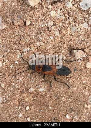 Colorado Soldier Beetle (Chauliognathus basalis) Insecta Stock Photo ...