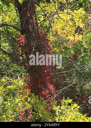 thicket creeper (Parthenocissus inserta) Plantae Stock Photo - Alamy