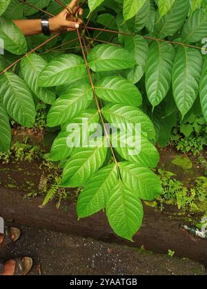 Indian Ash (Lannea coromandelica) Plantae Stock Photo - Alamy