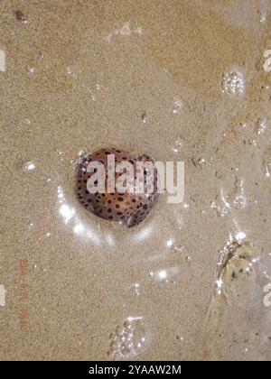 Moon-headed Sidegill Slug Euselenops luniceps Stock Photo - Alamy