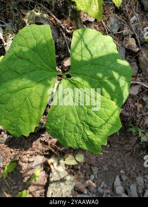 vanilla leaf (Achlys triphylla) Plantae Stock Photo - Alamy