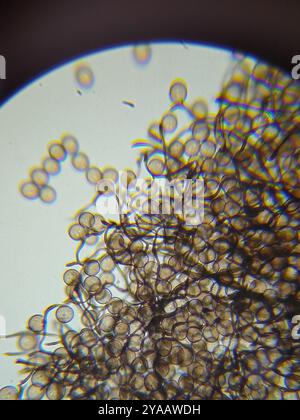 (Comatricha elegans) Protozoa Stock Photo - Alamy