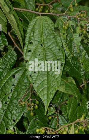 Microcos paniculata L Microcos paniculata L Stock Photo - Alamy