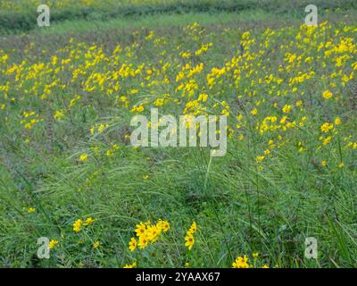 wild rice (Zizania) Plantae Stock Photo - Alamy