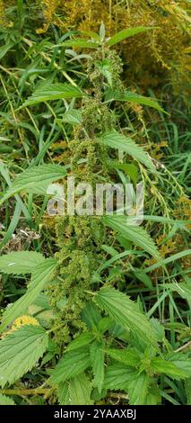 nettle family (Urticaceae) Plantae Stock Photo - Alamy