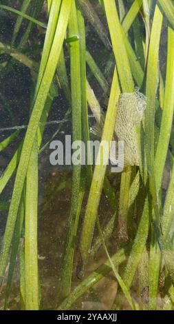 California Aglaja (Navanax inermis) Mollusca Stock Photo - Alamy