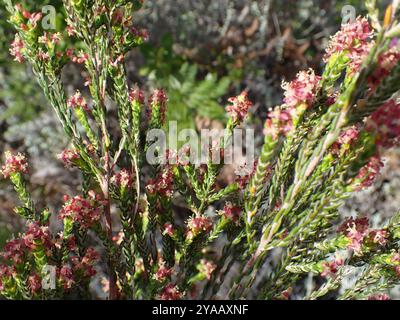 Beach Gonna (Passerina rigida), Plantae, Eden, ZA-WC, ZA Stock Photo ...