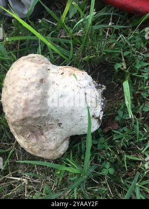 Brain puffball (Calvatia craniiformis Stock Photo - Alamy