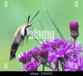 Snowberry Clearwing (Hemaris diffinis) Insecta Stock Photo - Alamy